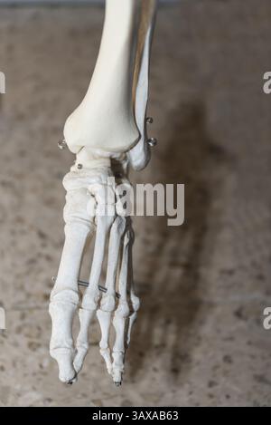 Foot - detail of medical skeleton model, anatomy Stock Photo - Alamy