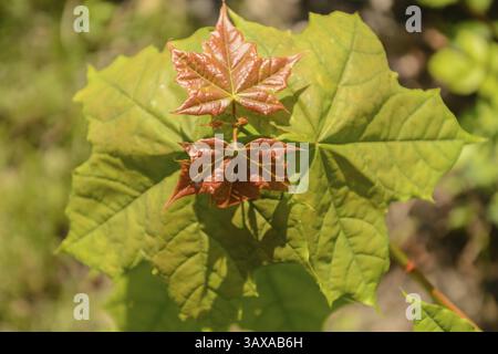 Shoot of a Norway maple - sycamore maple close-up Stock Photo - Alamy