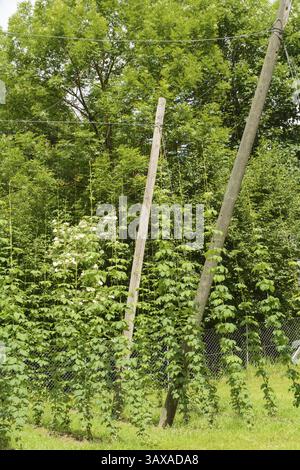 Trellis for growing hops in spring - Austria Stock Photo - Alamy