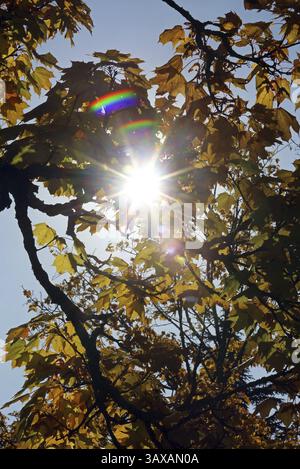 Low angle shot of colorful autumn leaves against a blue sky background ...