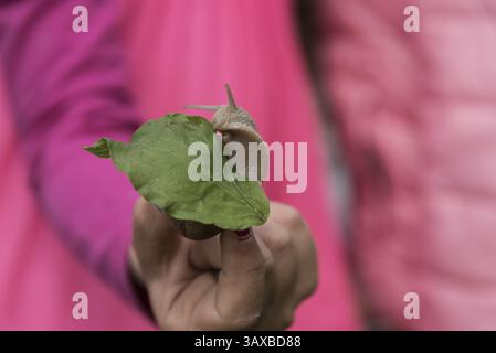 a snail in the background of green Stock Photo - Alamy
