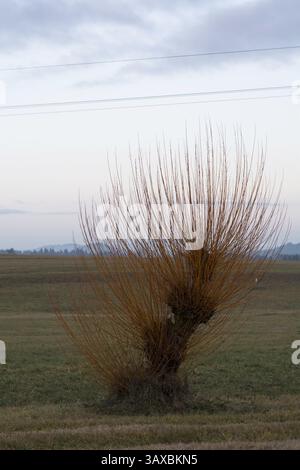 Old Willow Tree In The Open Countryside Stock Photo - Alamy