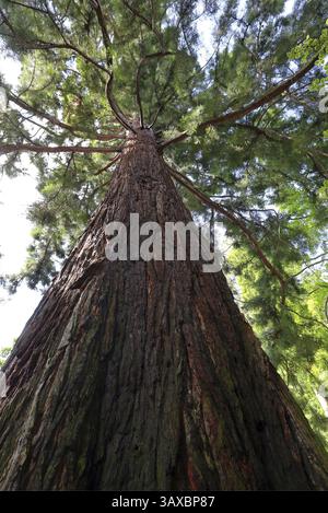 A low angle shot of giant sequoia trees Stock Photo - Alamy