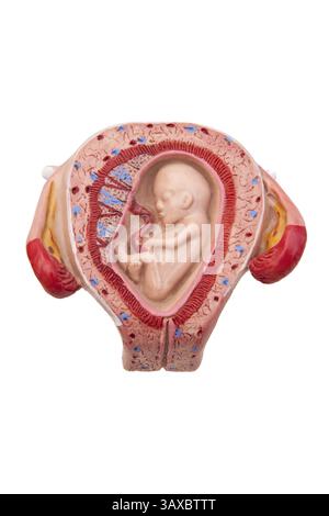 Medical model of a fetus in womb - isolated Medical model of a fetus in ...