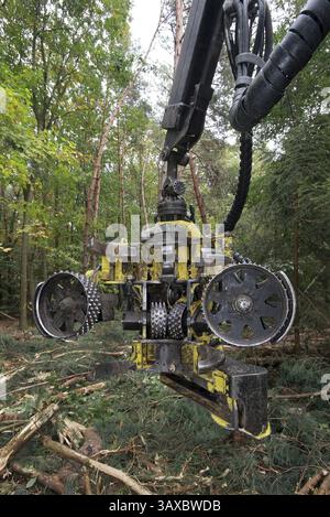 Forest work with a harvester machine for timber harvesting Stock Photo ...