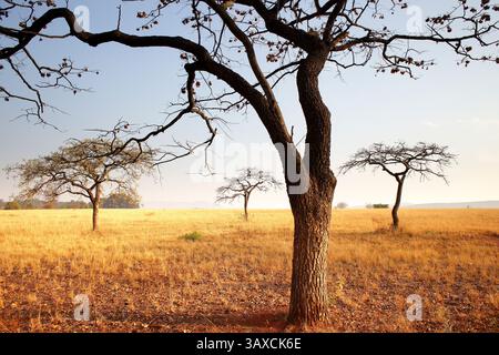 Savannah trees in Mlilwane Wildlife Sanctuary, Swaziland Stock Photo ...