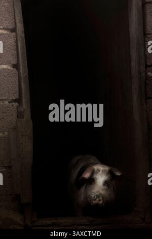 Domestic pig at the the stable door Stock Photo - Alamy