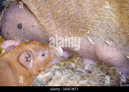 Cute spotted piglet feeding milk bottle by caring human hand through ...