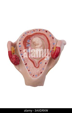 Medical model of a fetus in womb - isolated Medical model of a fetus in ...