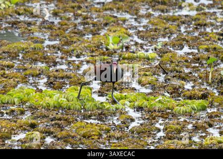 A Wattled Jacana, Jacana jacana, walks on water hyacinth in the Sonso ...