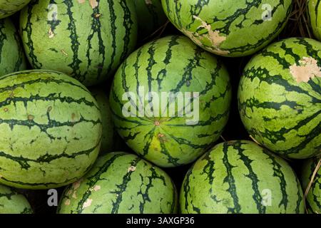 Freshly grown green watermelons form a background of irregular fruit ...