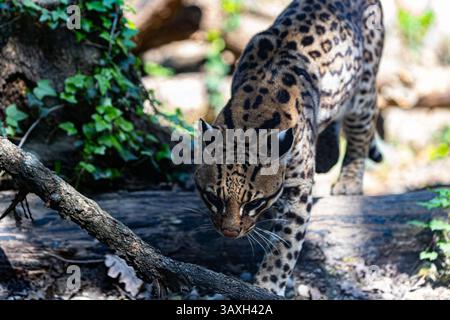Ocelot walking forward, exploring its habitat. Dynamic pose of a ...