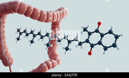 A 3d rendering of vitamin K molecules and large intestine, suggesting ...