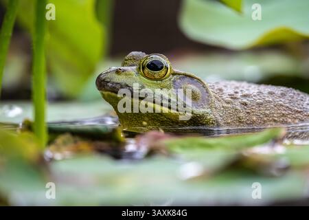 Partially submerged frog on a lily pad at the Atlanta Botanical Garden ...