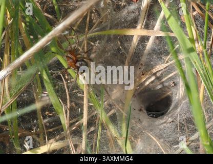 The image depicts a close-up of a funnel-web spider near the entrance ...