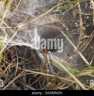 The image depicts a close-up of a funnel-web spider near the entrance ...