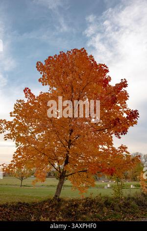 Autumn scenery is colorful and fascinating in Beijing International ...