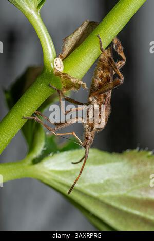 Leptoglossus gonagra (American pine bug) feeding on sap from an indoor ...