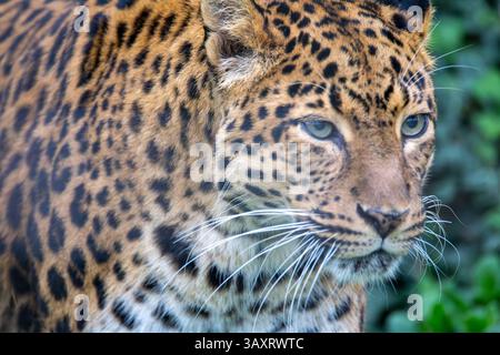 Leopard im Zoo von Karlsruhe *** Leopard at Karlsruhe Zoo Copyright ...