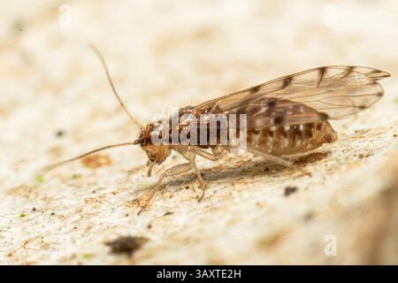 Ectopsocus petersi, a tree bark insect, resting on the bark of a tree ...