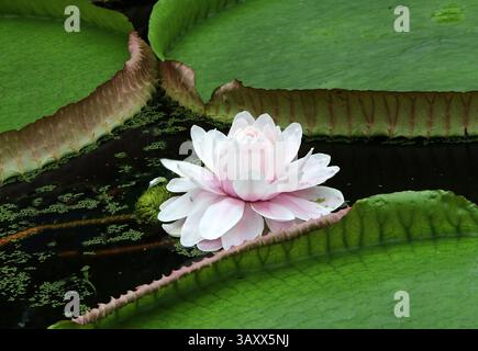 Bolivian Water Lily or Bolivian Waterlily, Victoria boliviana ...