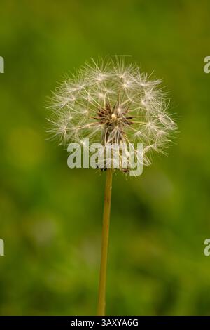 dandelion at spring in city park Stock Photo - Alamy