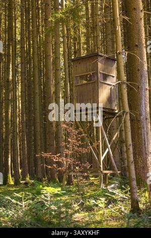A photo of tall tree trunks in a forest Stock Photo - Alamy