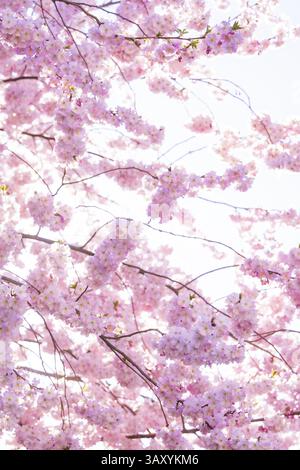 Beautifully flowering spring tree. Cherry blossom sakura in spring time ...