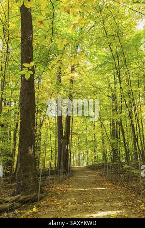 Tall maple tree in autumn fall season beautiful view with selective ...