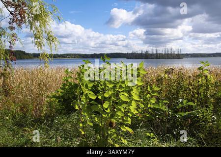 Lake Scharmuetzelsee in Bad Saarow, Germany Stock Photo - Alamy