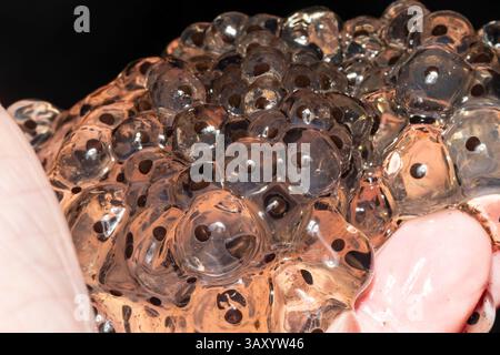 frog reproduction cycle Stock Photo - Alamy