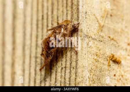 Shed exoskeleton of a cockroach, showing the molting stage of this ...