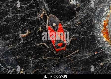 Dead Melanocoryphus albomaculatus behind a spider web, caught in a ...