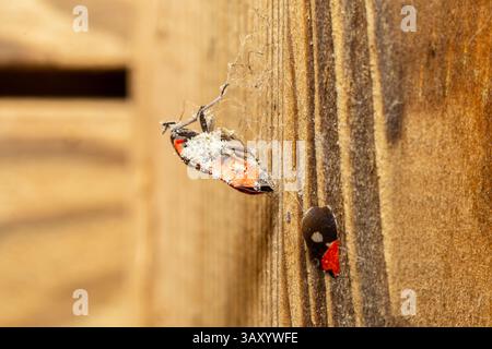 Dead Melanocoryphus albomaculatus with fungal growth on its body, a ...