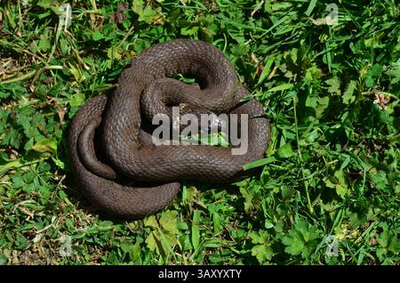 Grass snake, male (Natrix natrix Stock Photo - Alamy