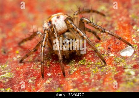 Mangora acalypha, a small green orb-weaver spider, sitting in its web ...
