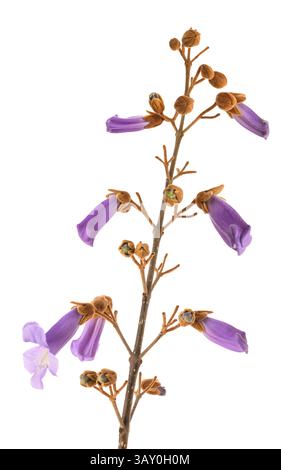 Empress tree, Princess tree, Foxglove tree (Paulownia tomentosa ...
