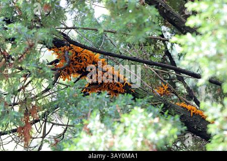 Juniper rust Fungus (Gymnosporangium clavariiforme) with orange ...