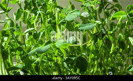 Microgreens. Growing Peas at Home. Three-Week Pea Sprouts. Step-by-Step ...