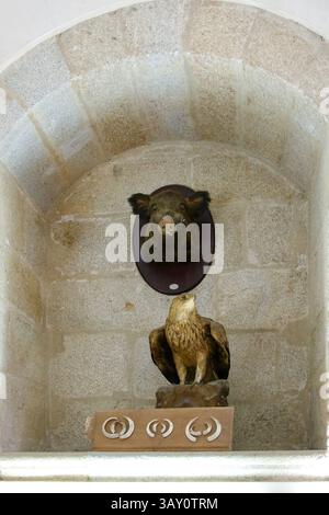 Stuffed wild boar's head Sus scrofa golden eagle Aquila chrysaetos and ...