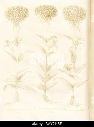 Constantinople flower power, flower Constantinople is damaged, white ...