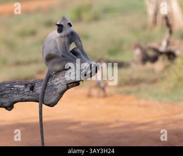 Grey Langur Monkeys in Sri Lanka. Specie Semnopithecus priam in Arugam ...