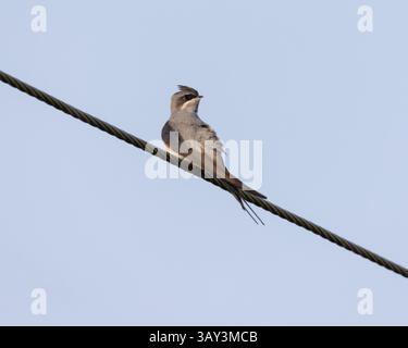 A crested treeswift in Bundala National Park in Sri Lanka Stock Photo ...