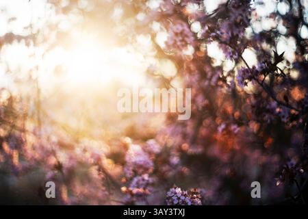 Cherry blossoms glowing in the morning sun, Central Park, USA Stock ...
