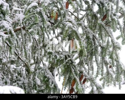 Douglas fir with striking cones displays an exotic conifer tree ...