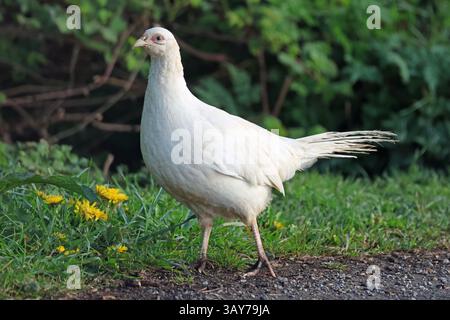 Rare white pheasant hen near Tophill Low Nature Reserve, East Yorkshire ...