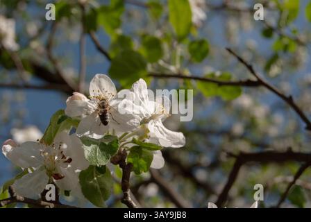 A bee actively pollinating a delicate apple tree flower under the ...