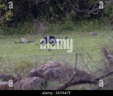 African woolly-necked stork or African woollyneck (Ciconia microscelis ...