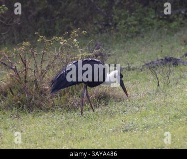 African woolly-necked stork or African woollyneck (Ciconia microscelis ...