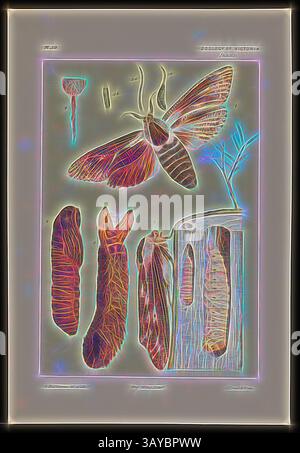 Caterpillar from a Goat moth Stock Photo - Alamy